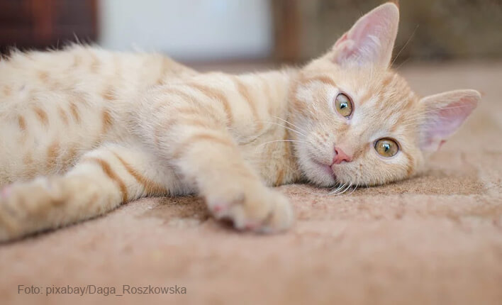 katze-pinkelt-emotionale-ursachen - katzen-beratung.info
