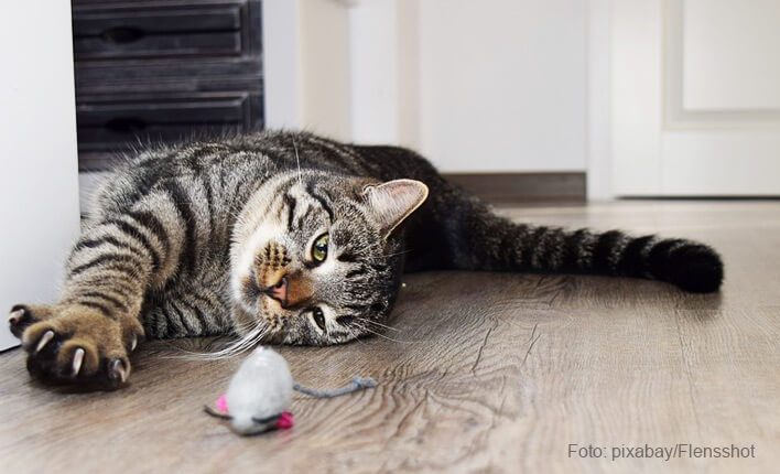Wunderbar Spiele Fur Katzen Fotos